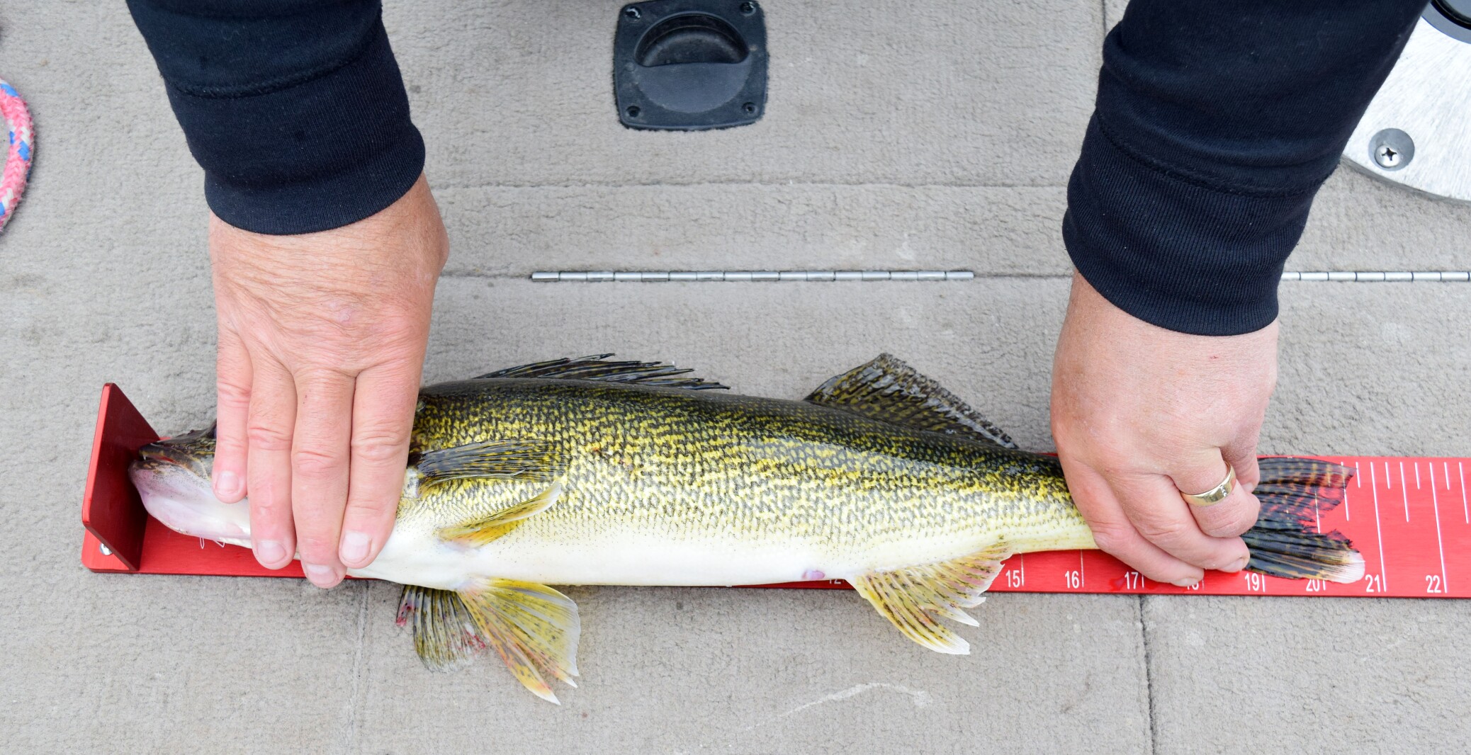 One Walleye Daily All Summer On Mille Lacs Lake Duluth News Tribune
